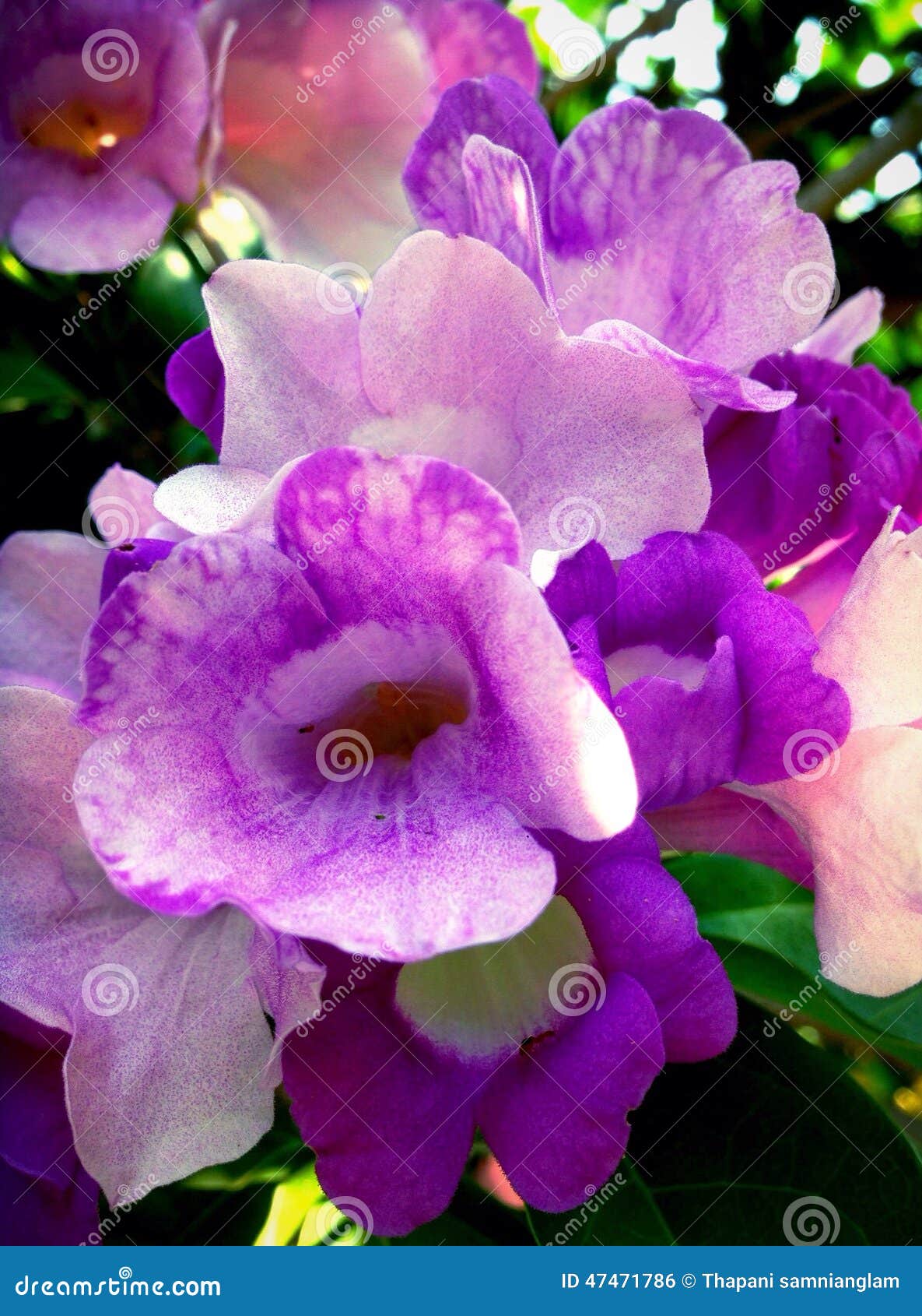 Purple blossom stock photo. Image of flowers, blossom - 47471786