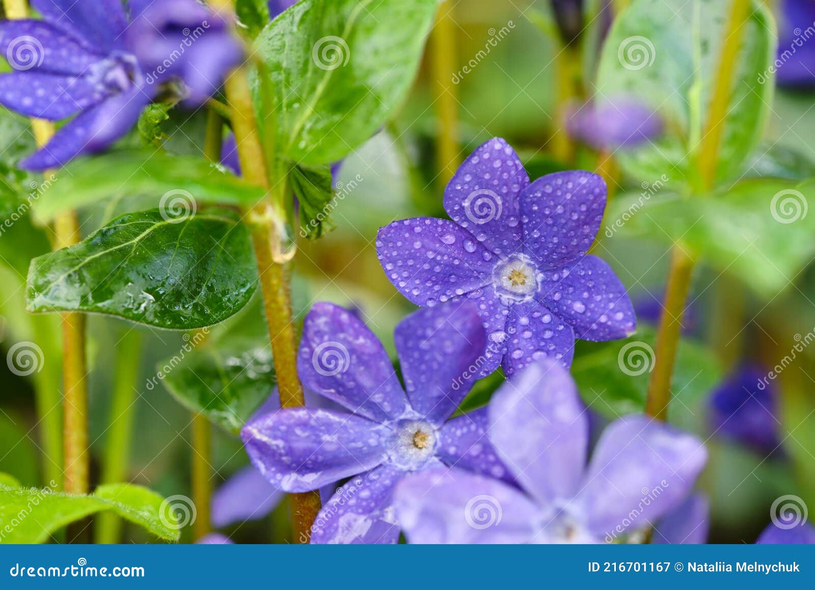 Purple Blue Flowers of Periwinkle Vinca with Drops after Rain Stock ...