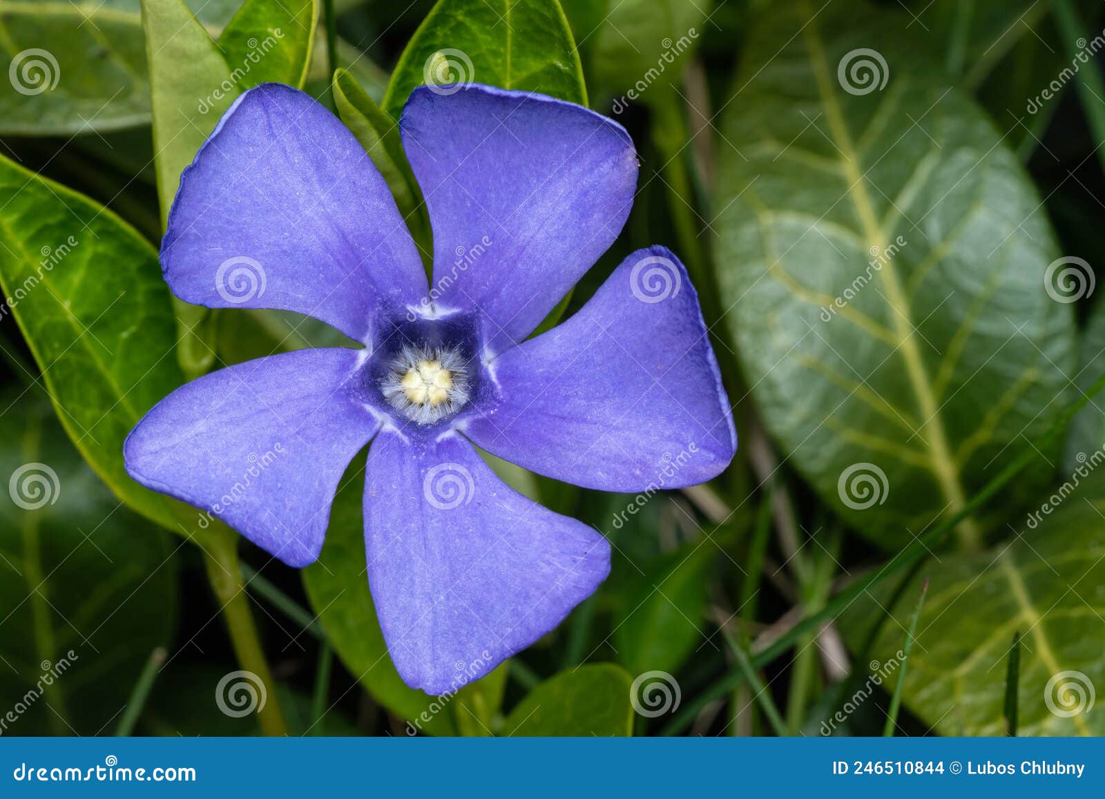 Purple Blue Flowers of Periwinkle, Vinca Minor Stock Photo - Image of ...