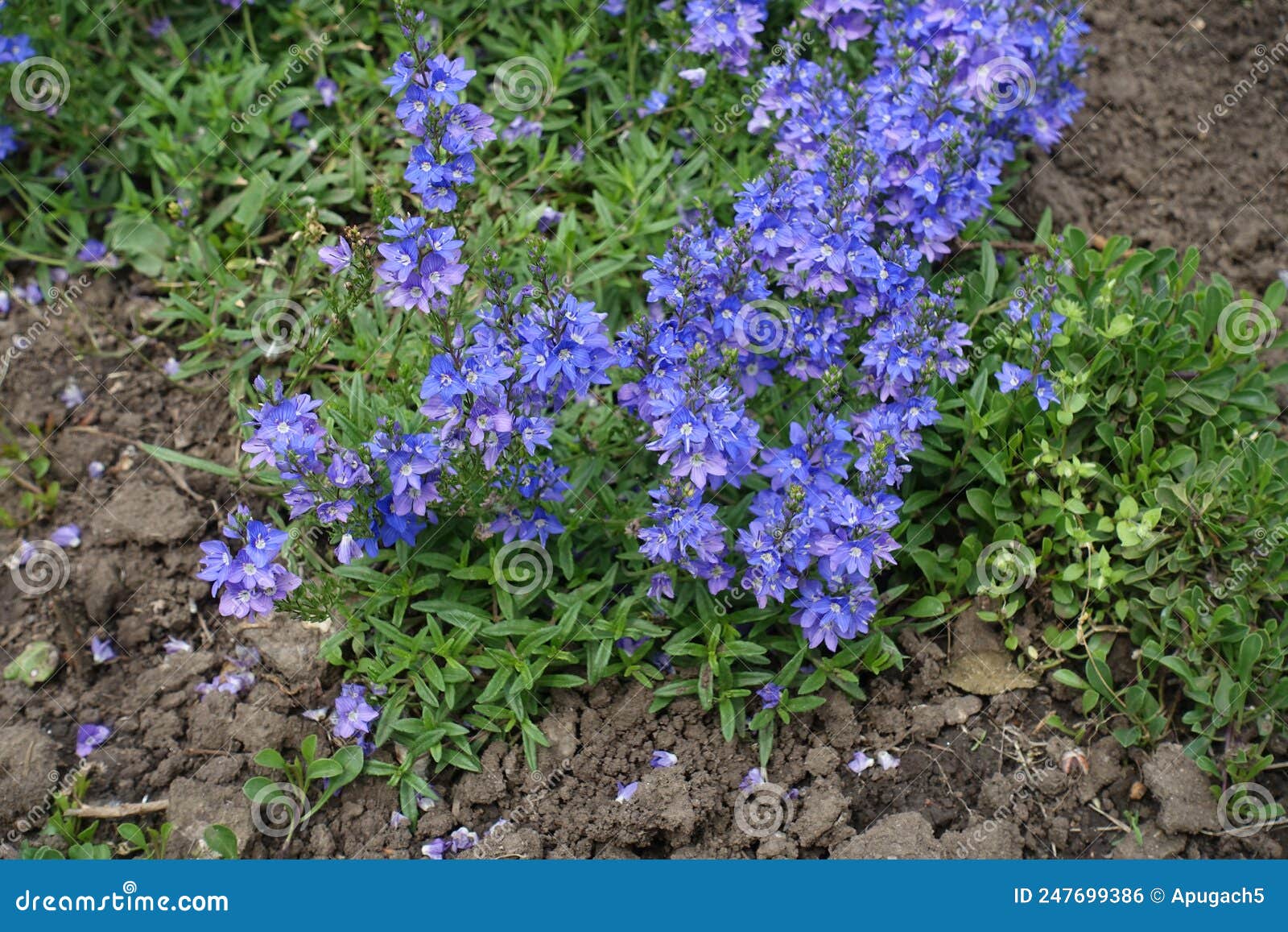 Purple and Blue Flowers of Prostrate Speedwell Stock Photo - Image of ...