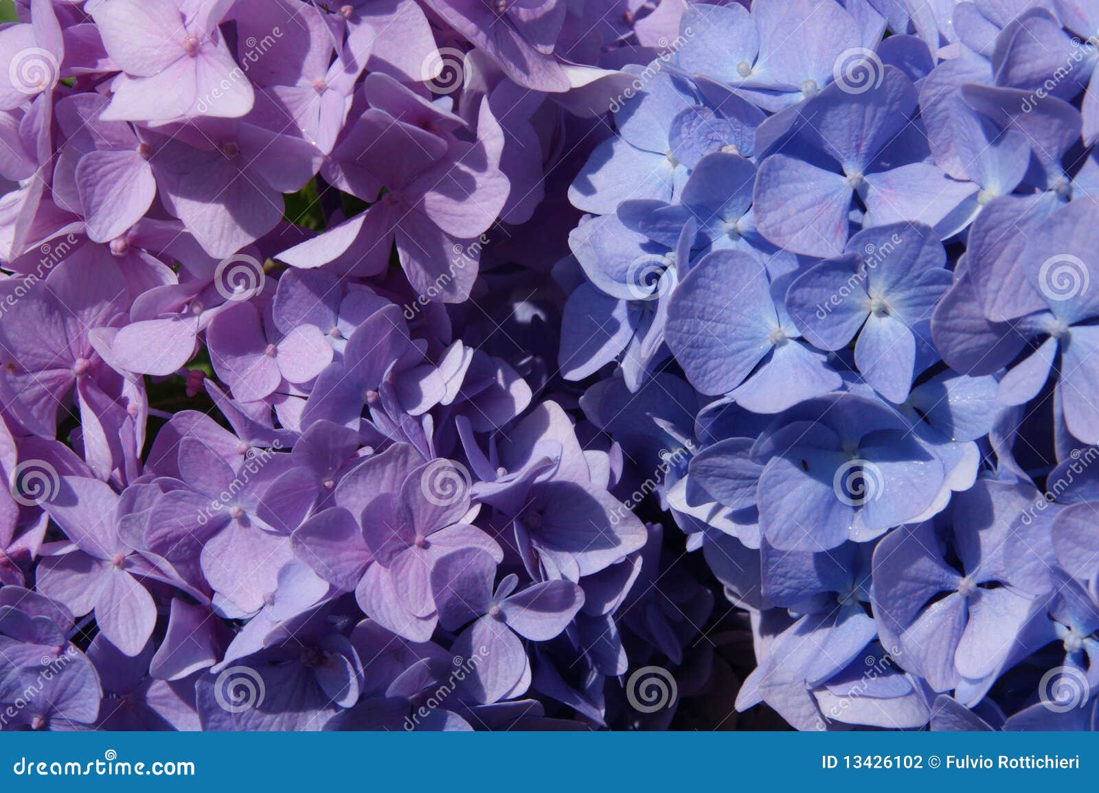Purple and Blue Hydrangea stock photo. Image of springs - 13426102