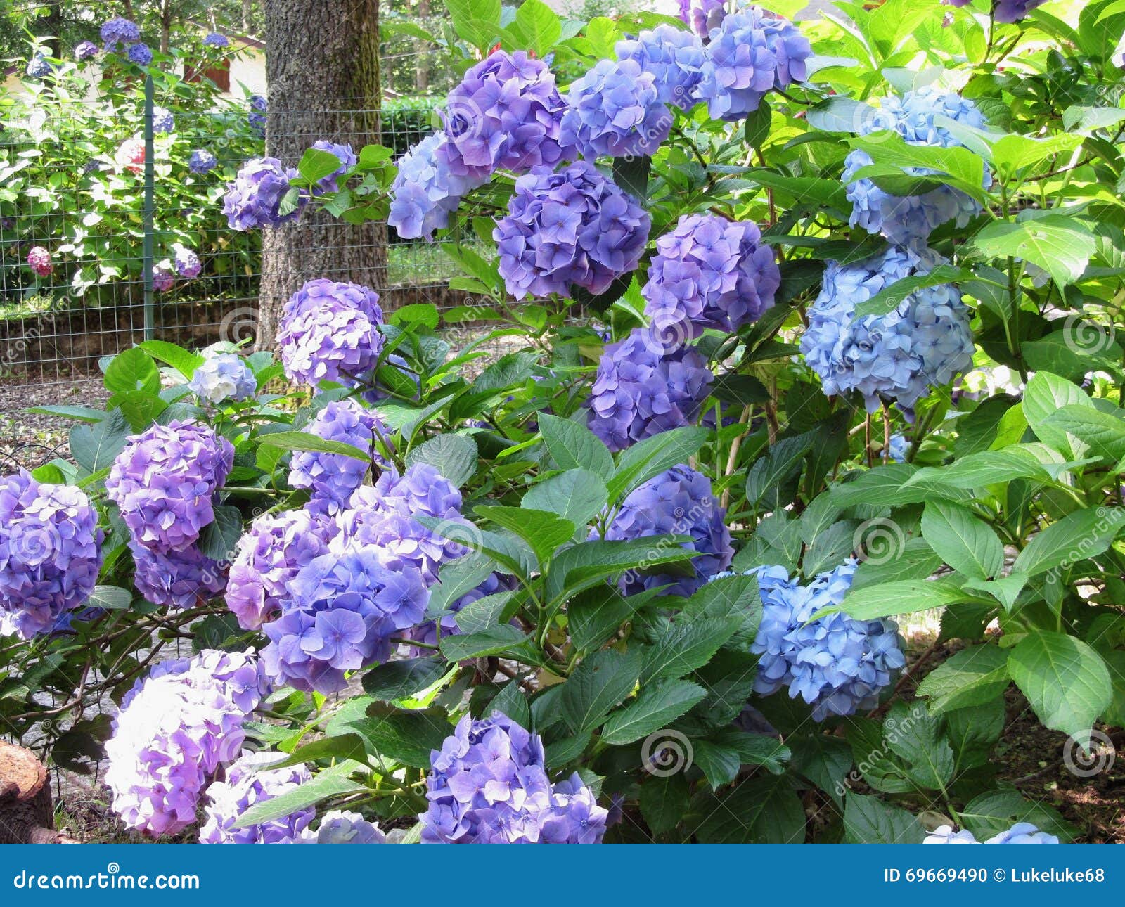 Purple and Blue Hydrangea Flowers (Hydrangea Macrophylla) in a Garden ...