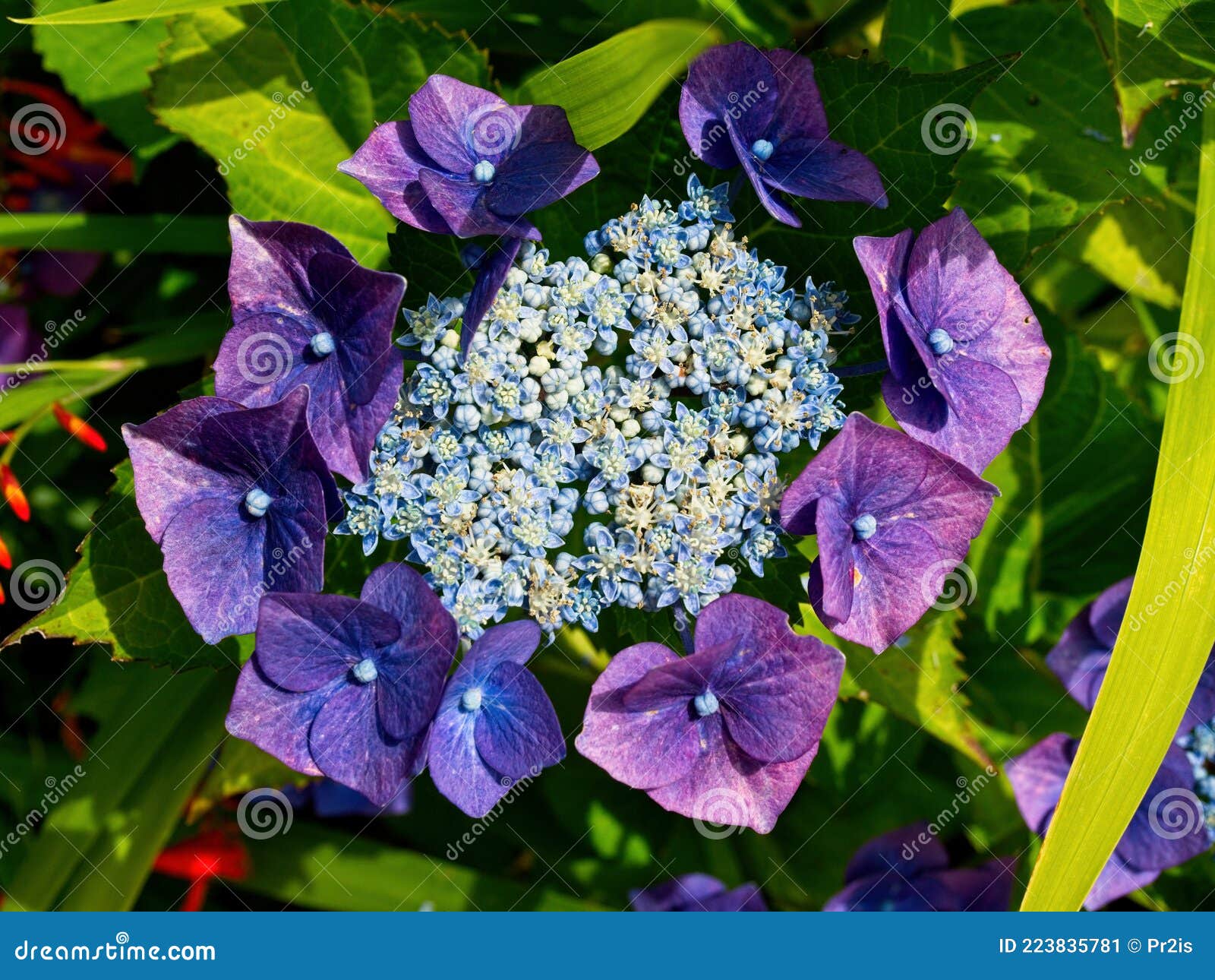 Purple and blue hydrangea stock image. Image of blue - 223835781
