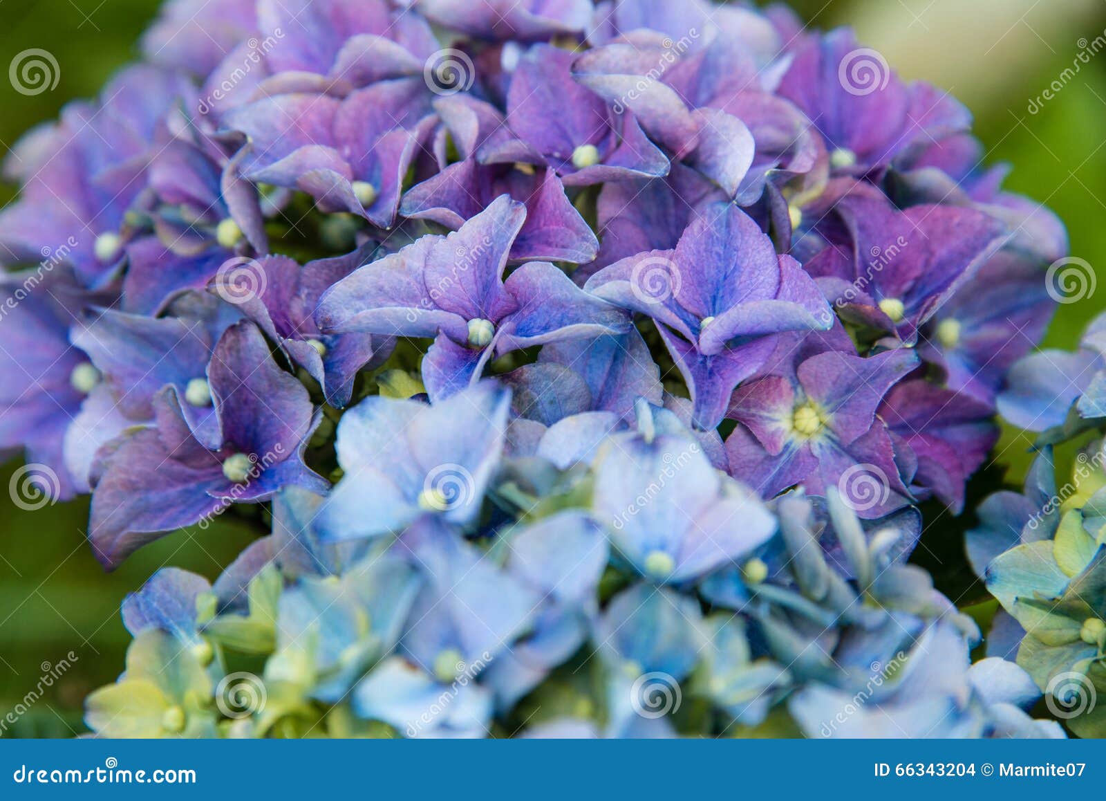 Purple and blue hydrangeas stock photo. Image of nature - 66343204