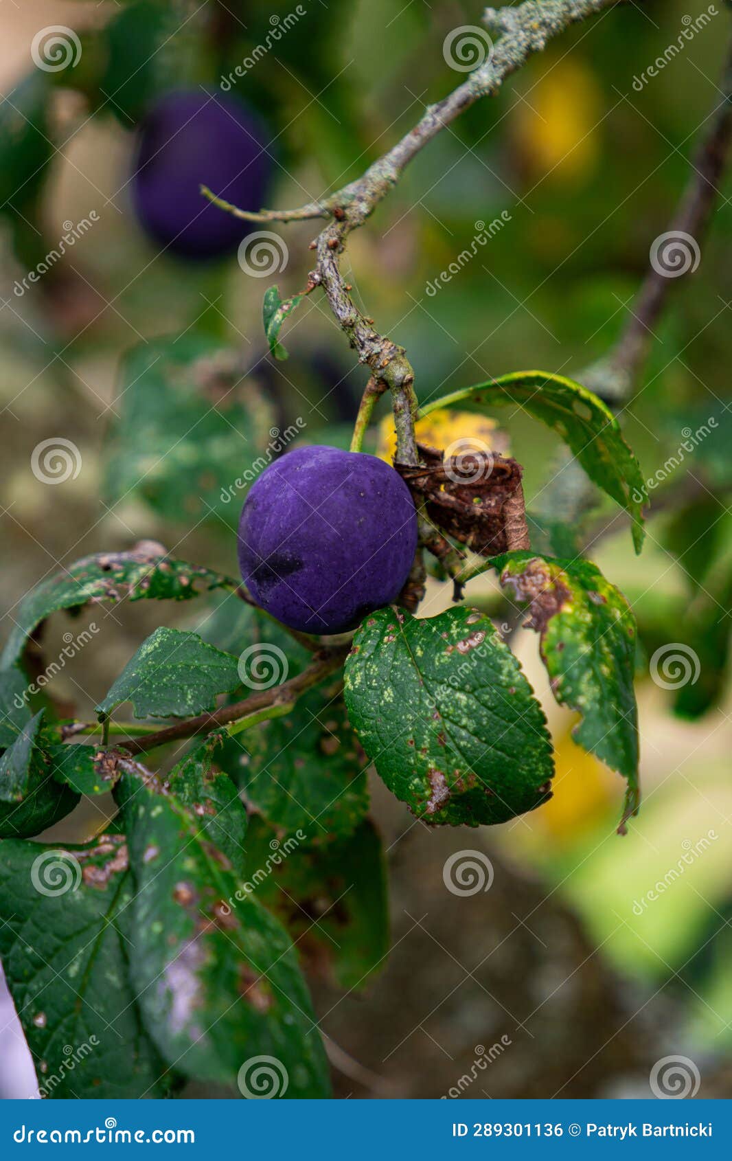 Plums on tree branch stock photo. Image of produce, insect - 289301136