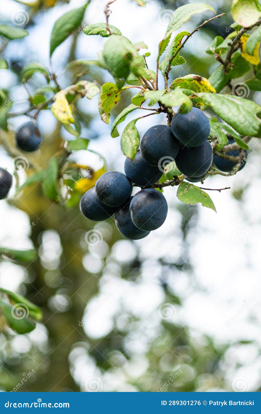 Plums on tree branch stock photo. Image of shrub, food - 289301276