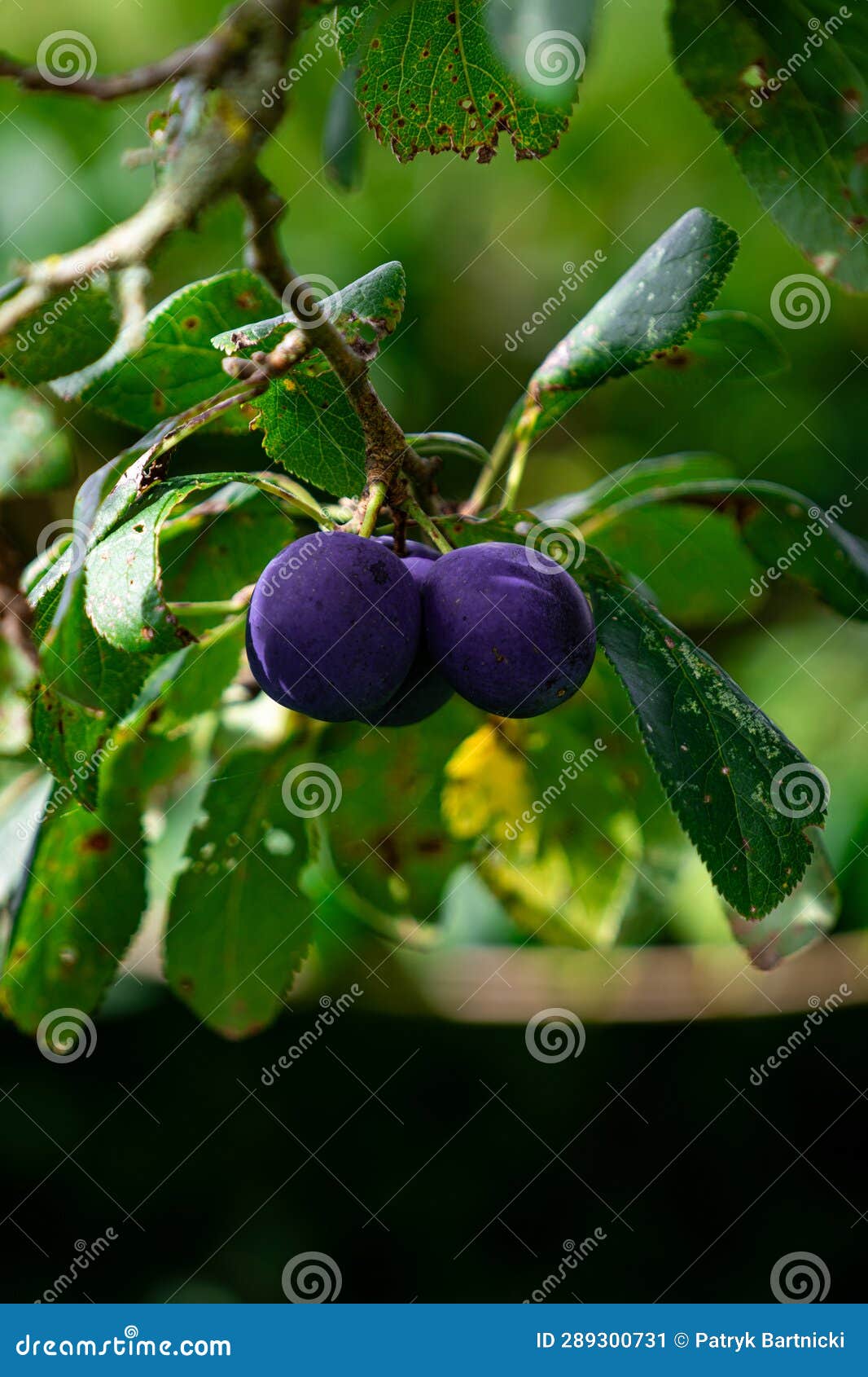 Plums on tree branch stock image. Image of flower, tree - 289300731