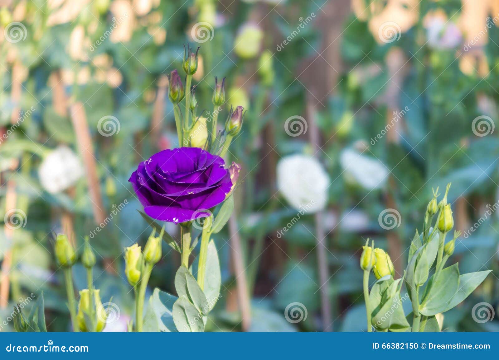 Purple, Blue Rose in the Garden Stock Photo - Image of leaf, color ...