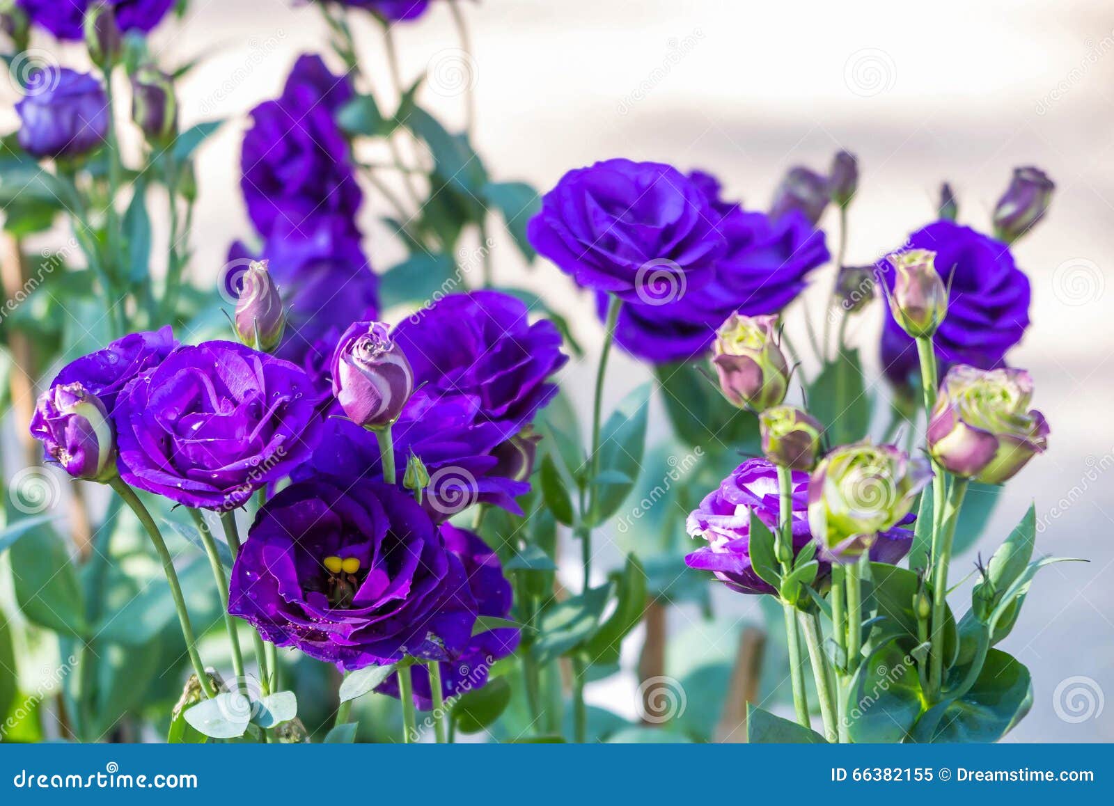 Purple, Blue Rose in the Garden Stock Image - Image of garden ...