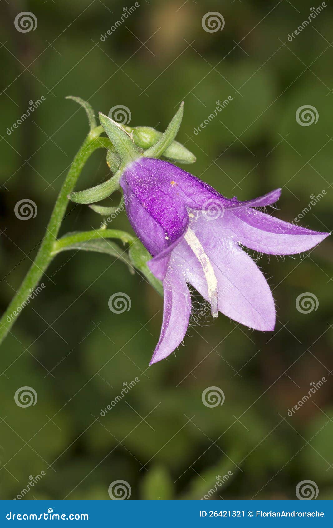 Purple Bluebell Campanula Rapunculoides Stock Image - Image of bell ...
