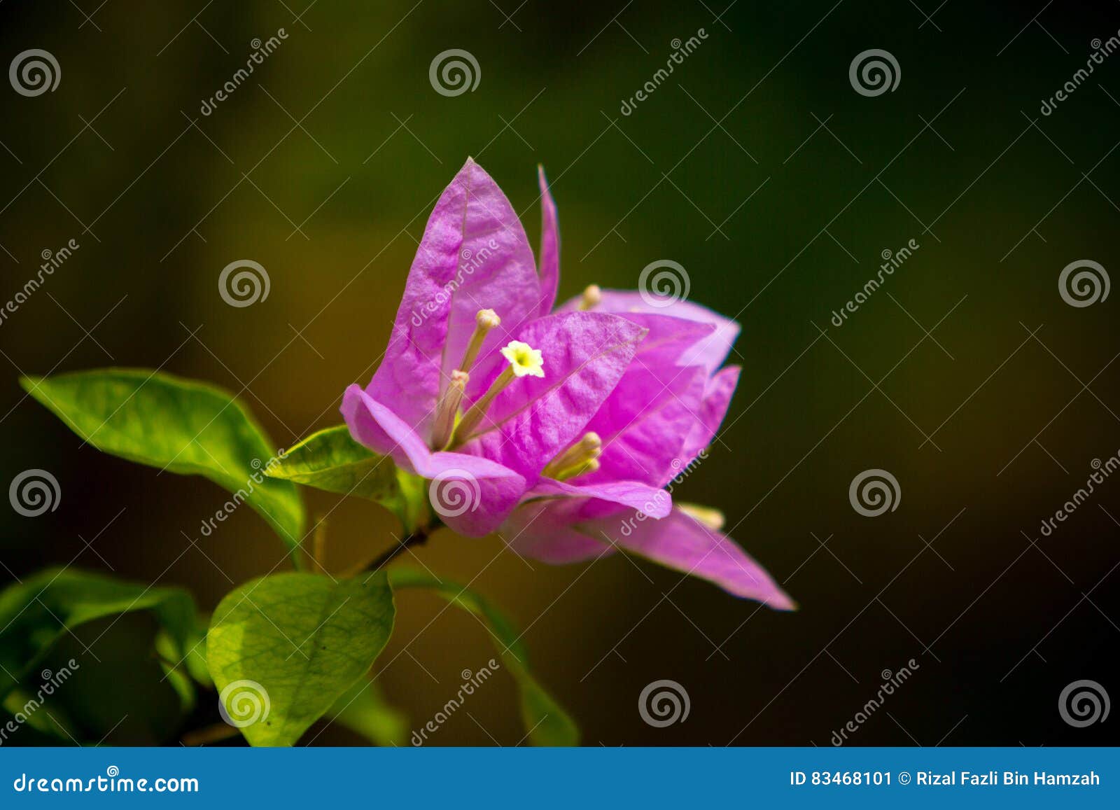 Purple Bougainvillea stock image. Image of bougainvillea - 83468101