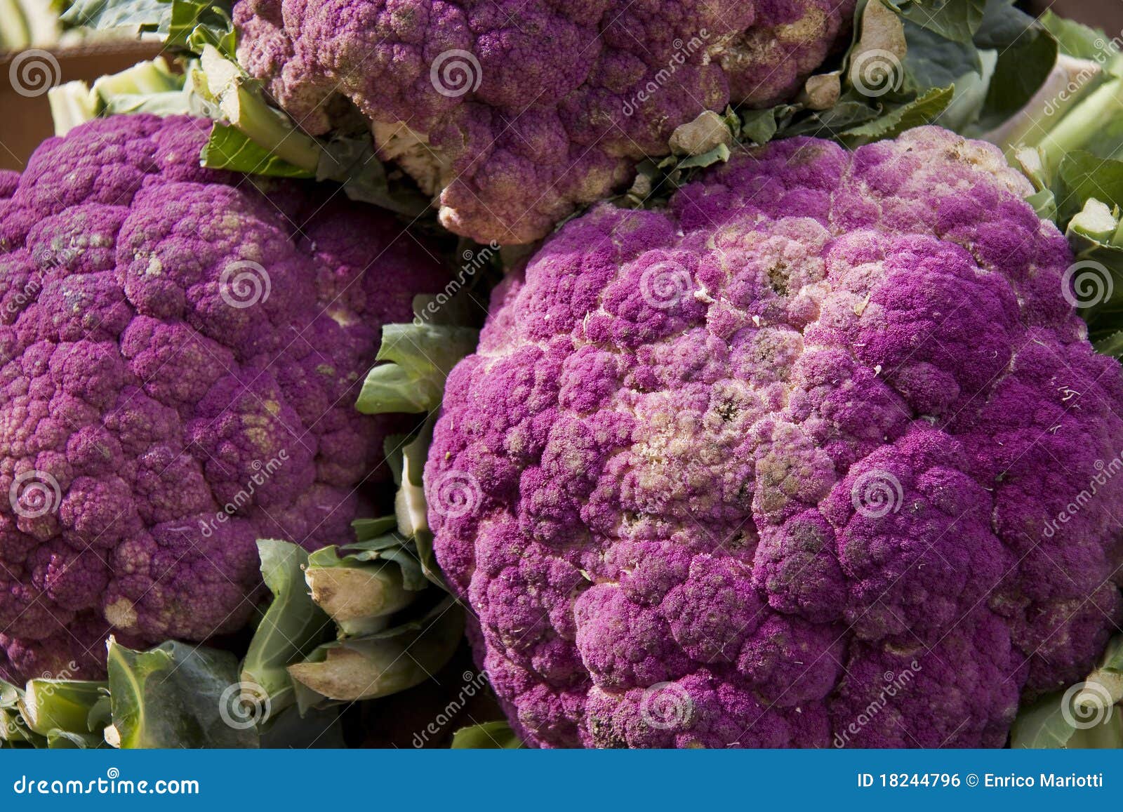 Purple broccoli stock photo. Image of succulent, cabbage - 18244796