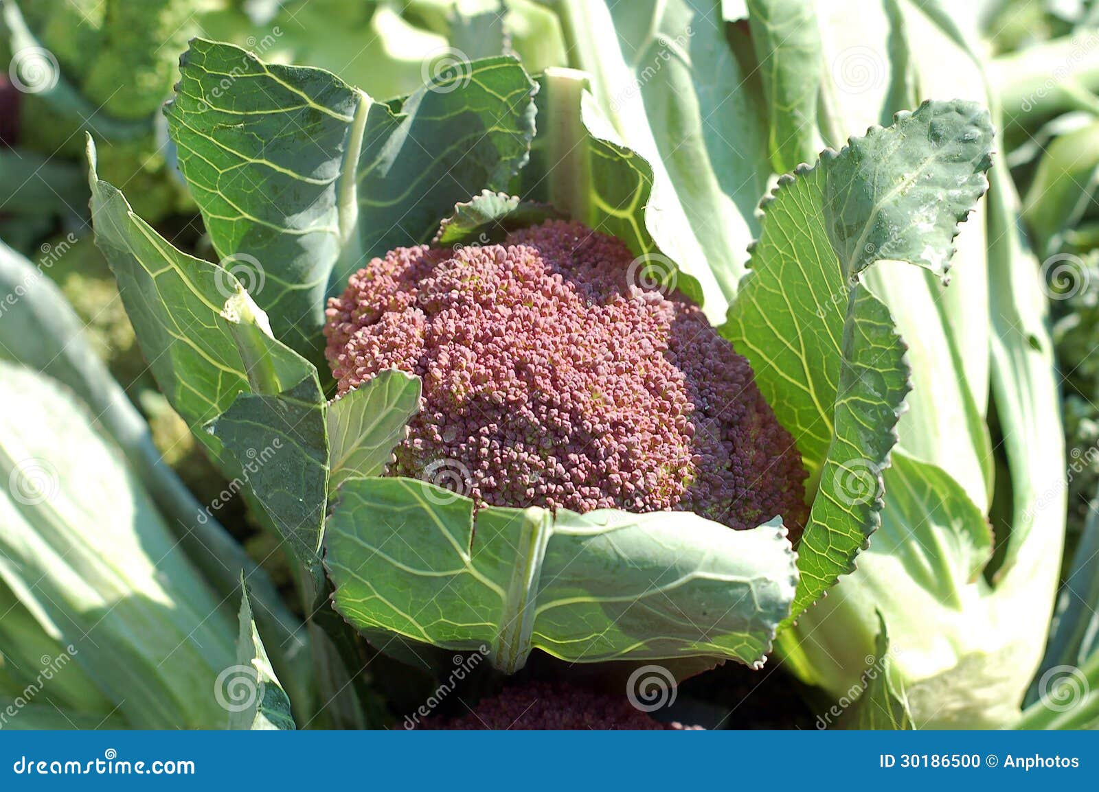 Purple broccoli stock photo. Image of vegan, nature, green - 30186500