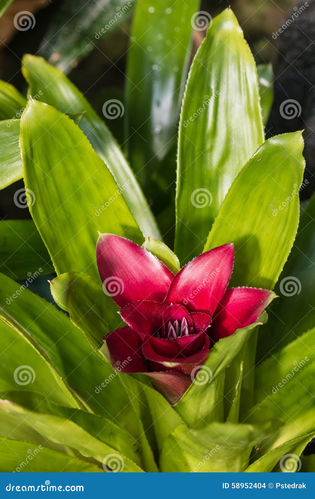 Purple bromeliad in bloom stock photo. Image of foliage - 58952404