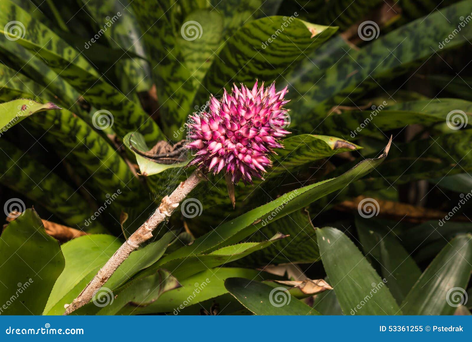 Purple Bromeliad Flower Head Stock Image - Image of flower, tropical ...