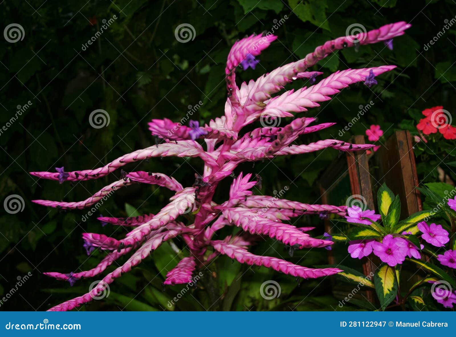 Purple Bromeliad stock image. Image of delicate, exotic - 281122947