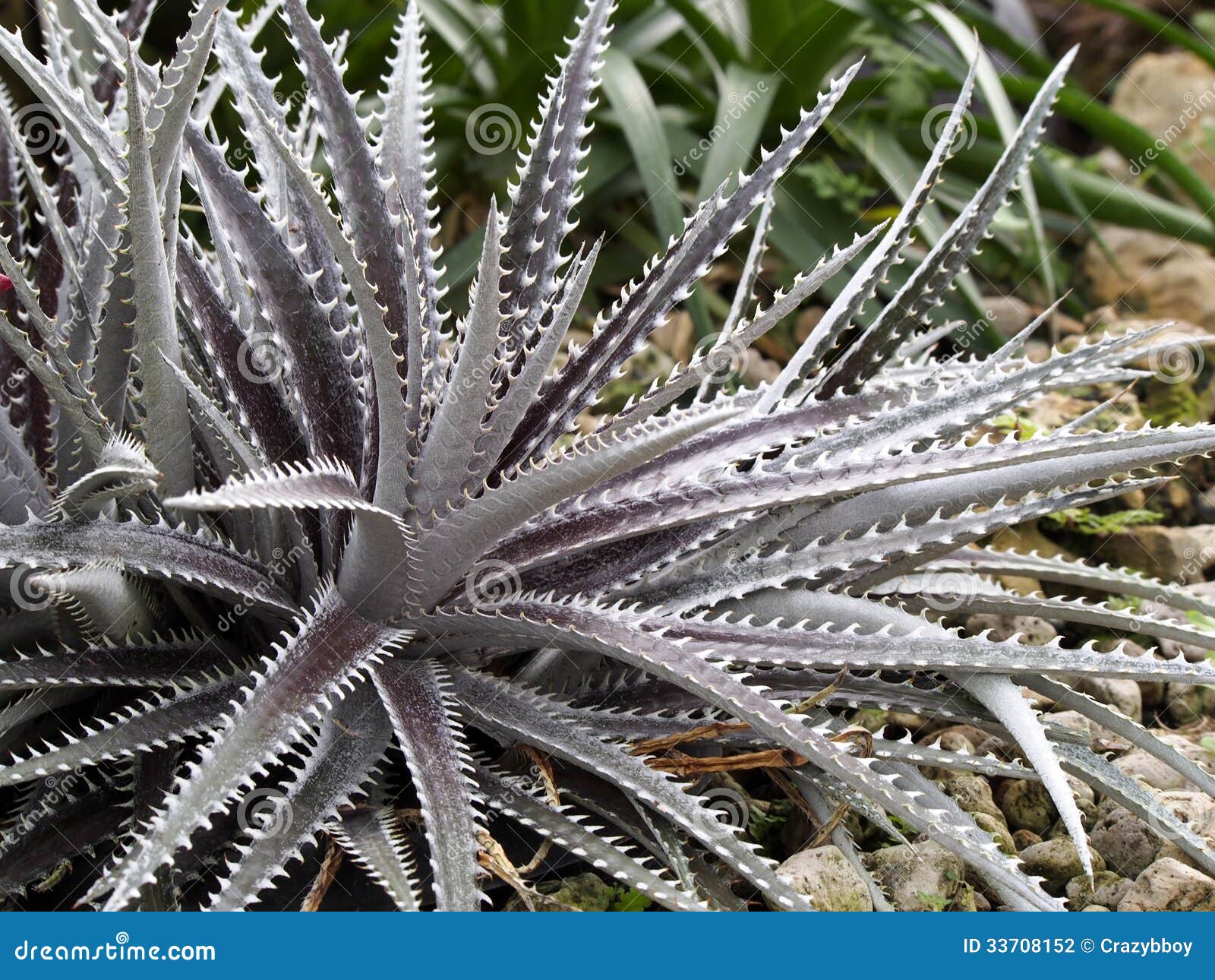 Purple bromeliad treetop stock photo. Image of color - 33708152