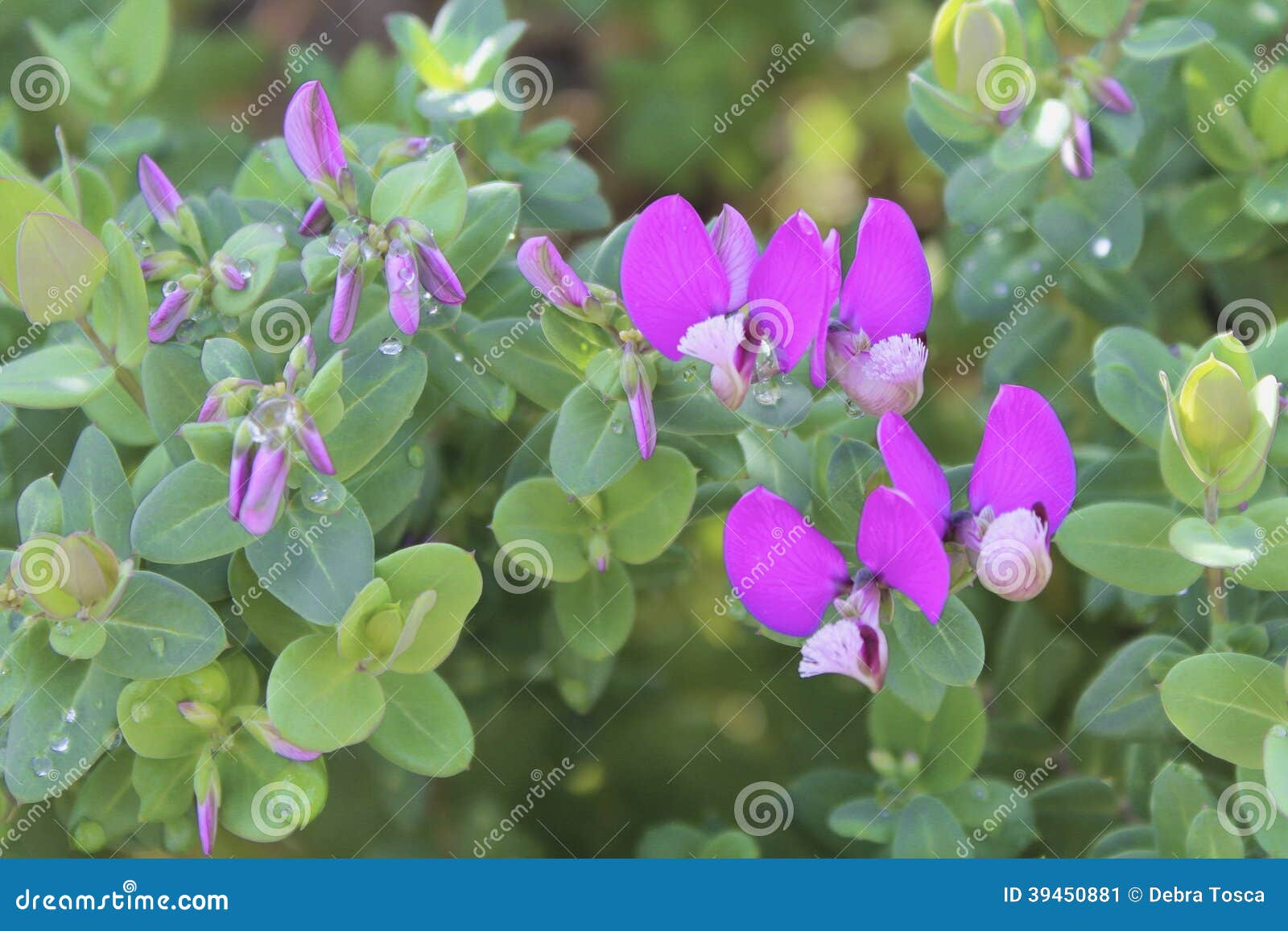 Purple budding flower stock image. Image of plant, nature - 39450881