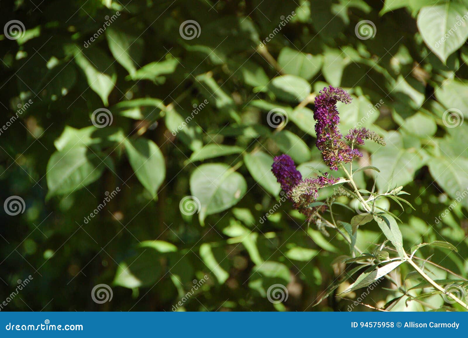 Purple Buddleja, or Buddleia Also Known As Buddlea Stock Photo - Image ...