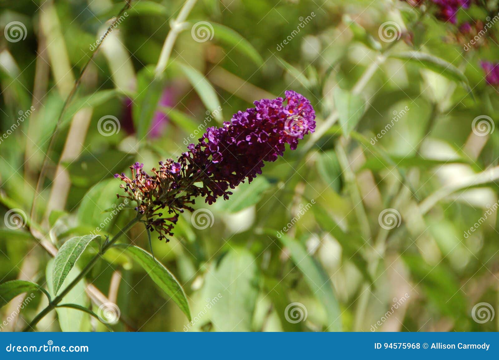 Purple Buddleja, or Buddleia Also Known As Buddlea Stock Photo - Image ...