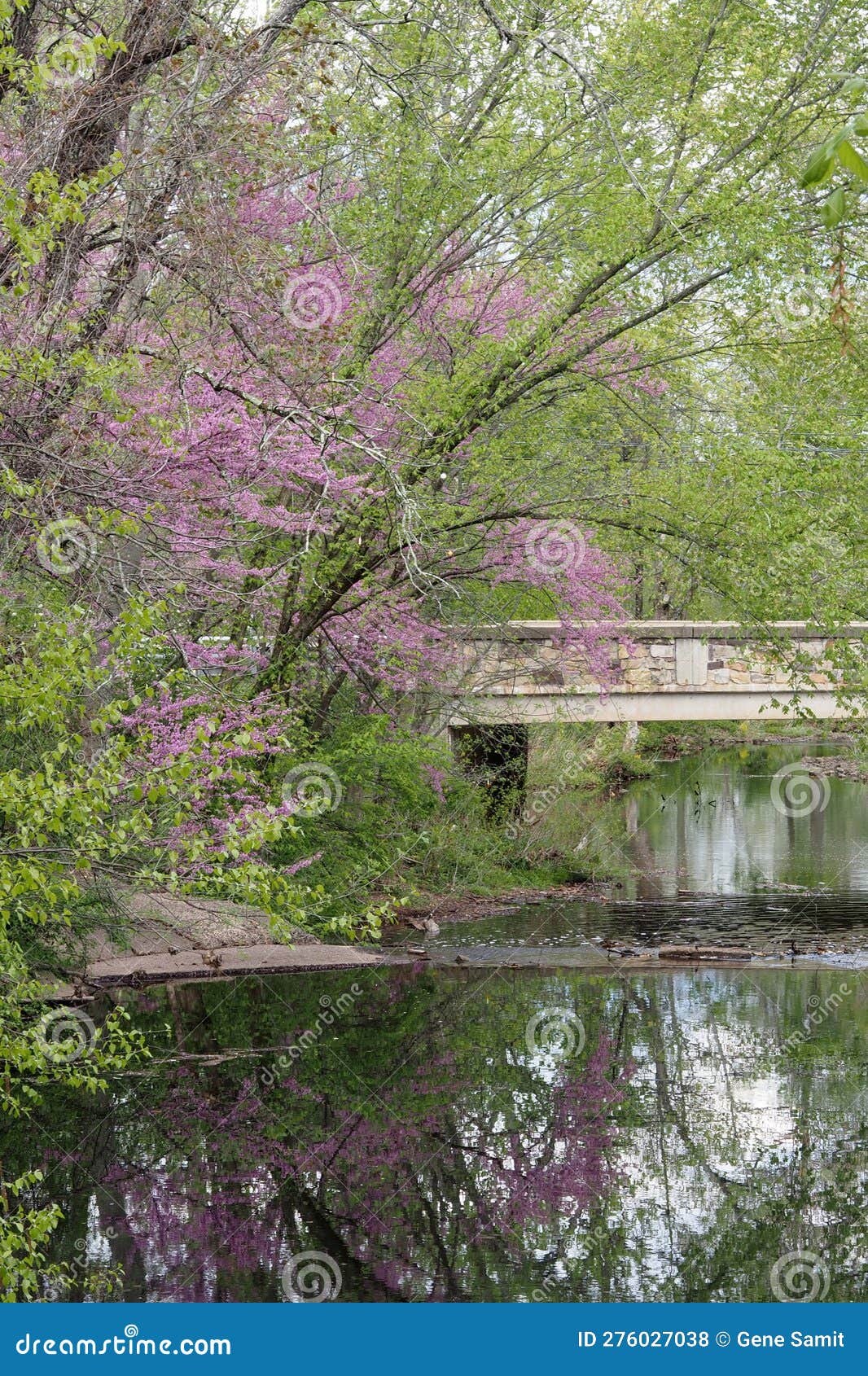 The Purple Buds in the Tree are Reflecting in the Water. Stock Photo ...