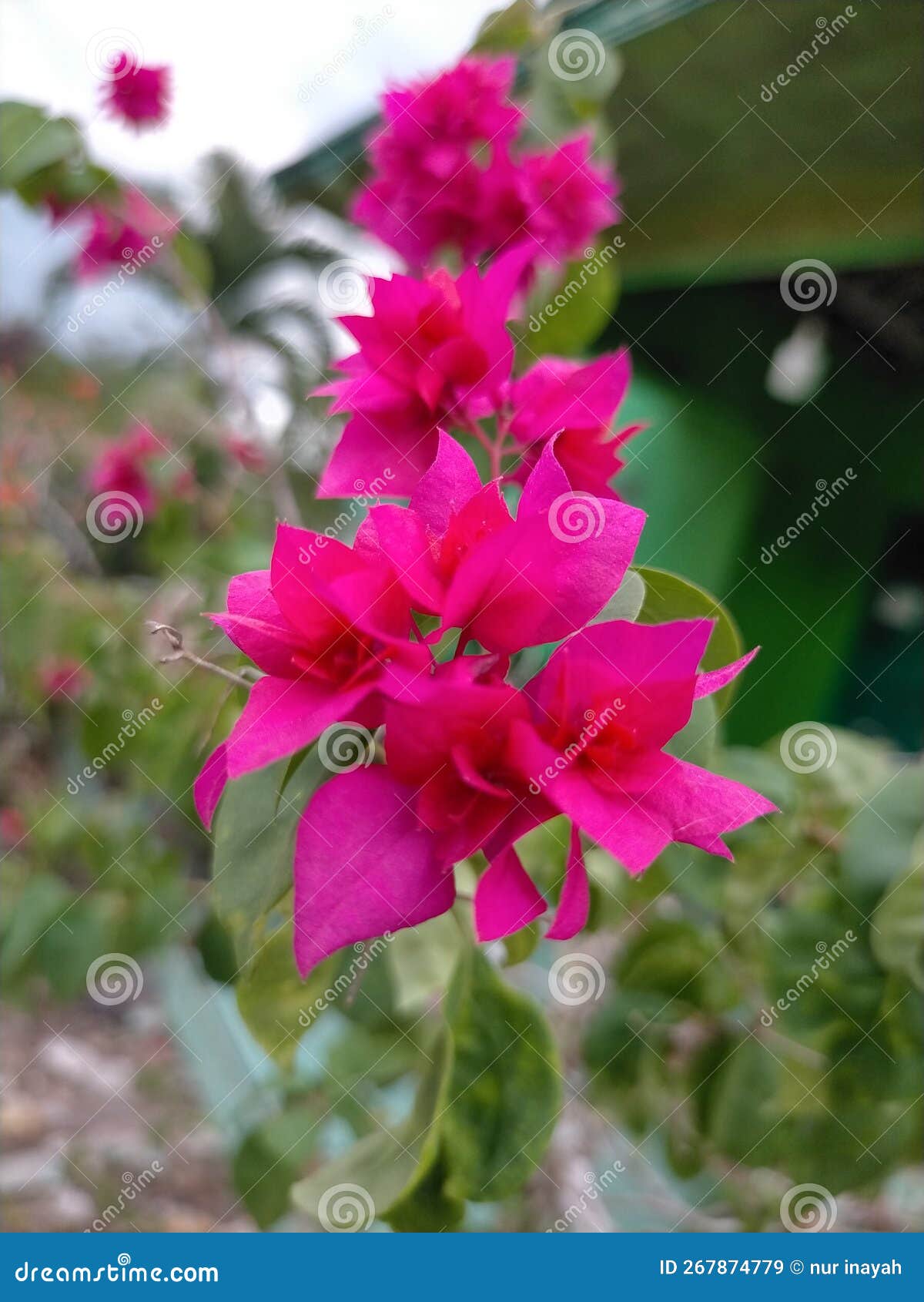 Purple bugenvil Flowers stock image. Image of flower - 267874779