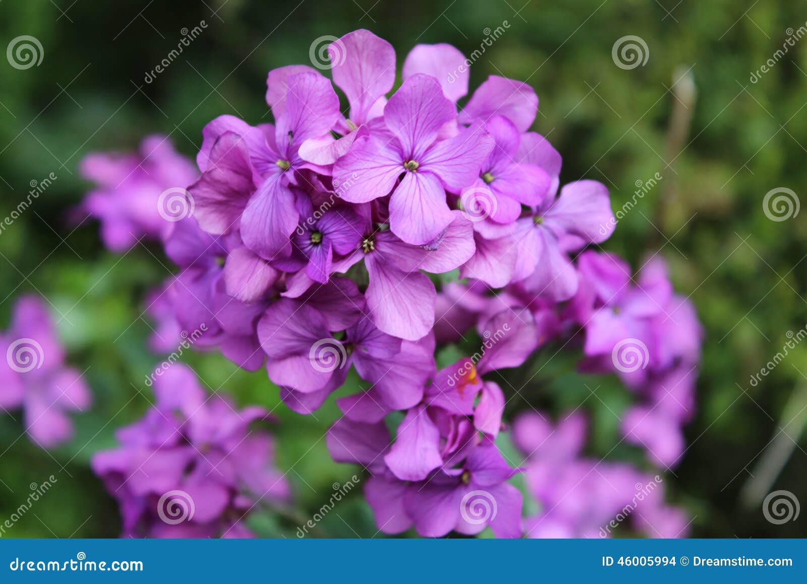 The Purple Bunch stock photo. Image of purple, depth - 46005994