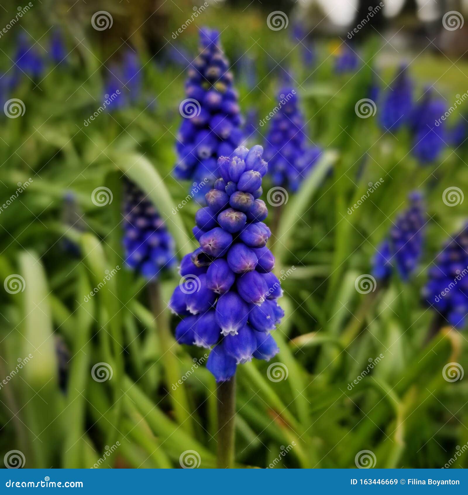 Purple burst of color stock image. Image of spring, purple - 163446669