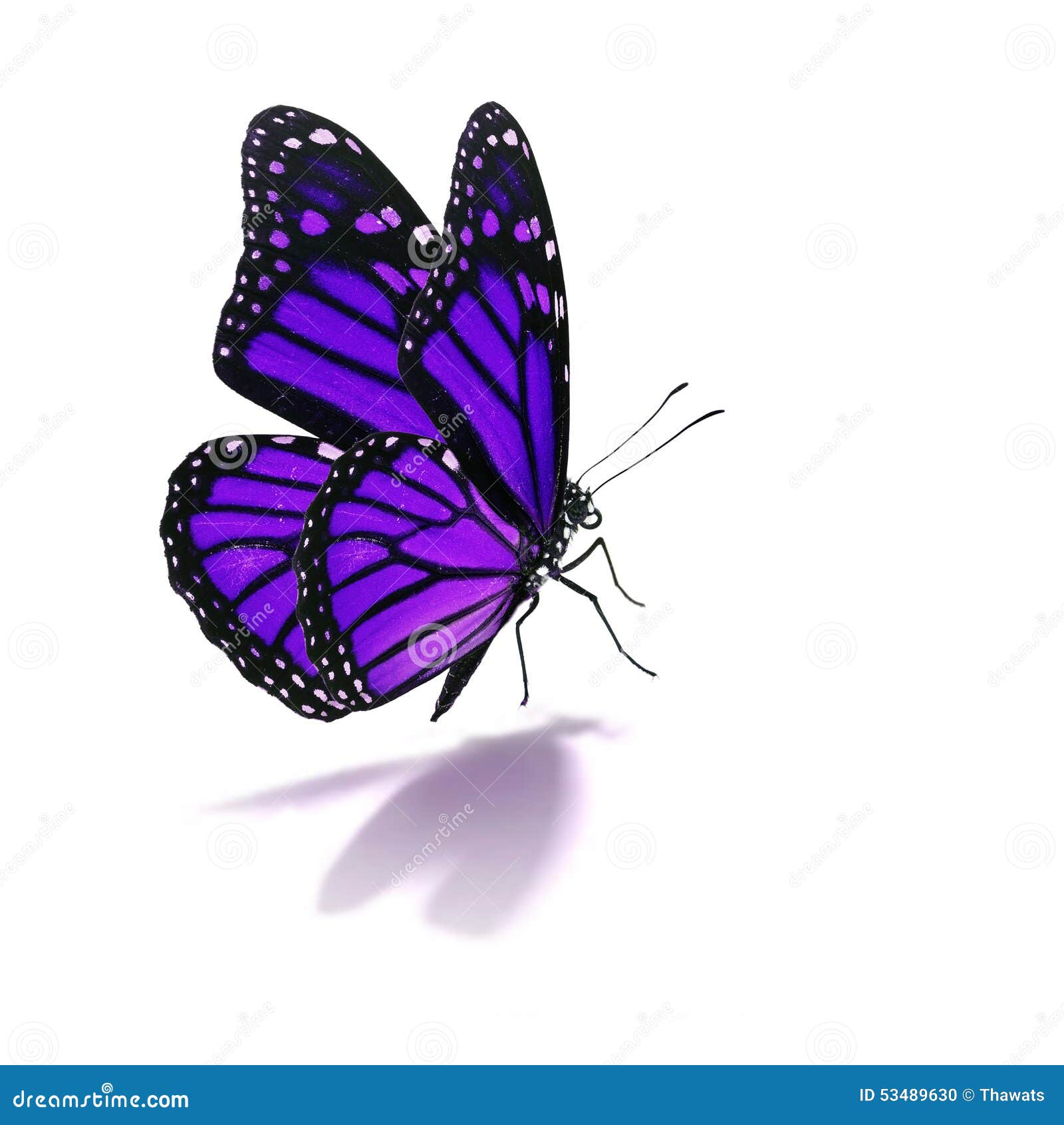 Purple butterfly stock photo. Image of butterfly, insect - 53489630