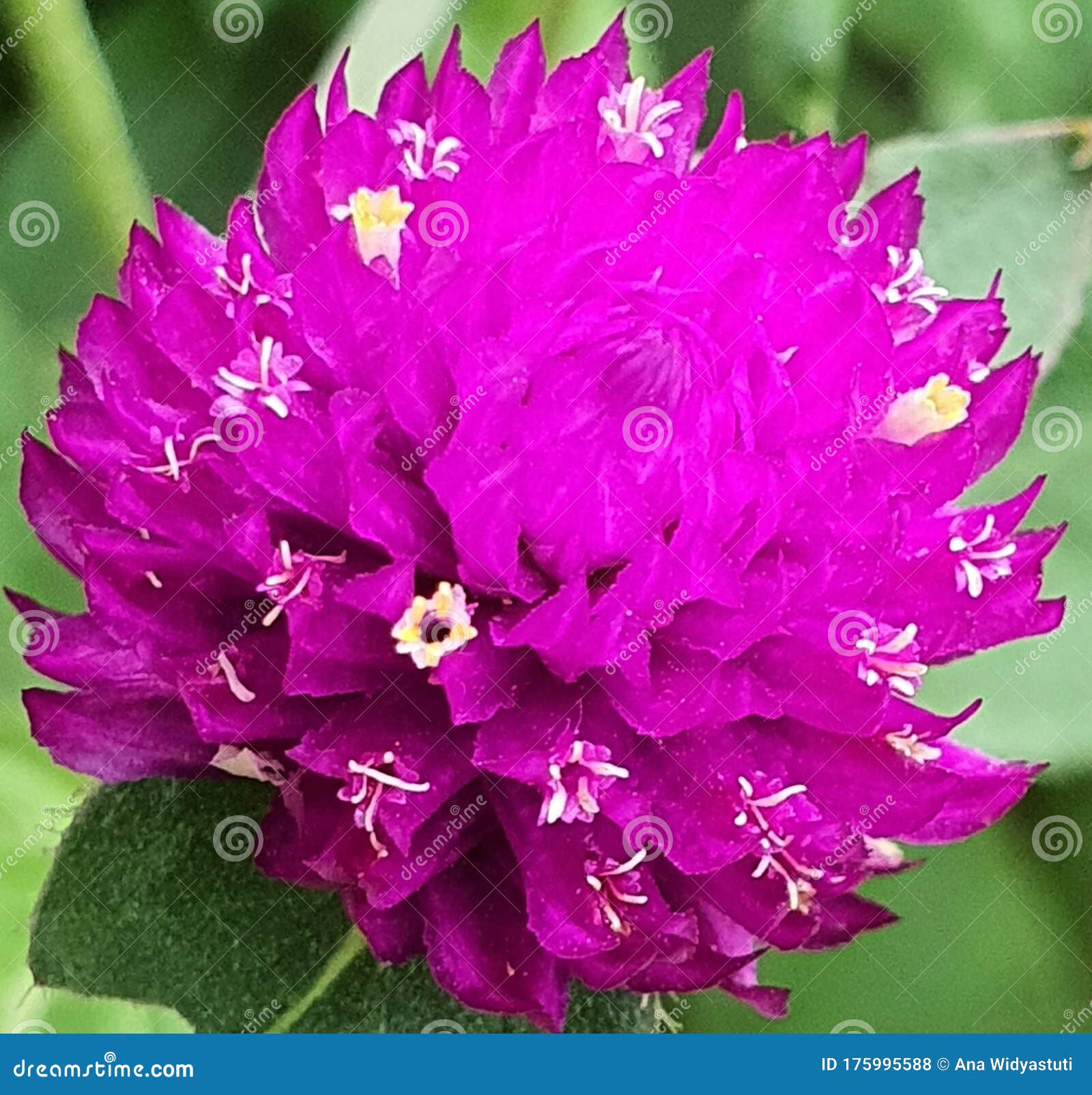 A Purple Button Flower in the Garden Stock Photo - Image of nature ...