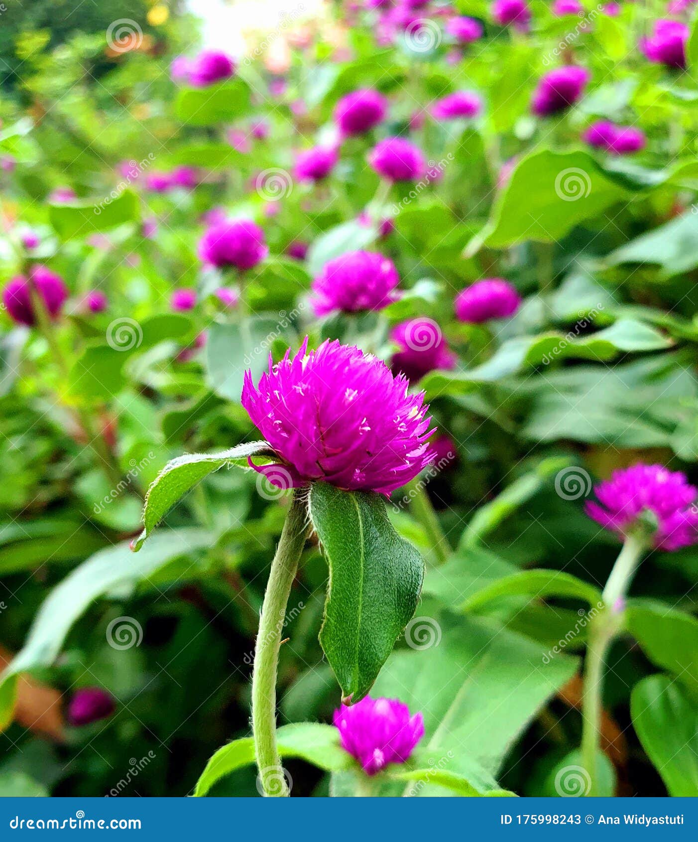 Purple Button Flowers in the Garden Stock Image - Image of floral ...