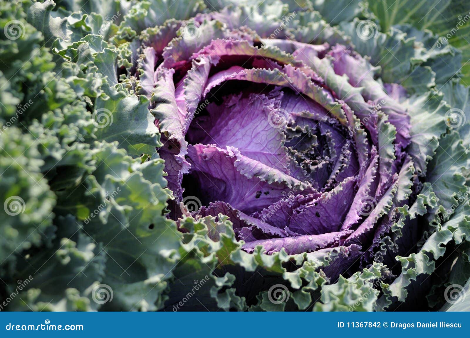 Purple cabbage stock photo. Image of ornamental, meadow - 11367842