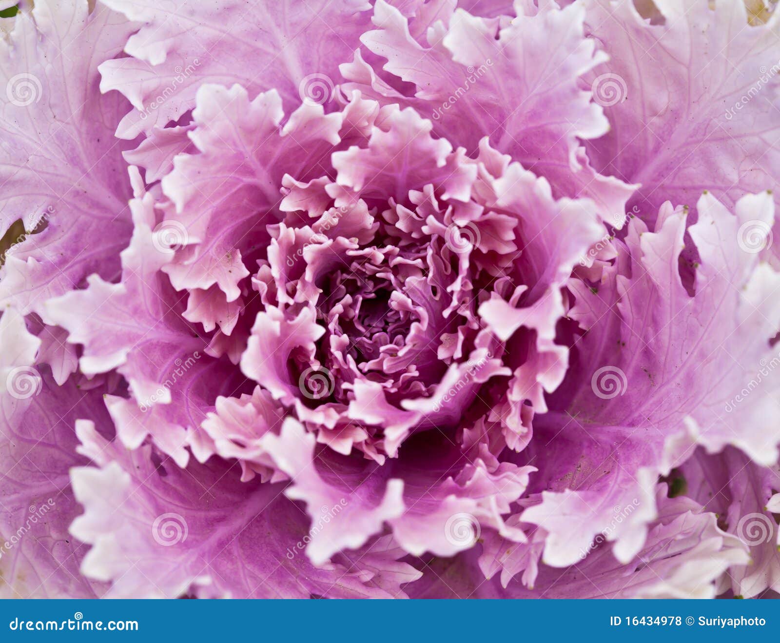 Purple Cabbage On A Farm Stand Royalty-Free Stock Photography ...