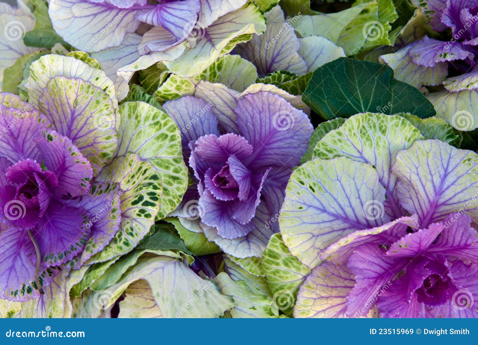 Purple Cabbage On A Farm Stand Royalty-Free Stock Photography ...