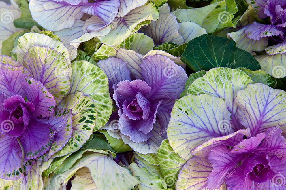 Purple Cabbage stock image. Image of farm, close, horticulture - 23515969