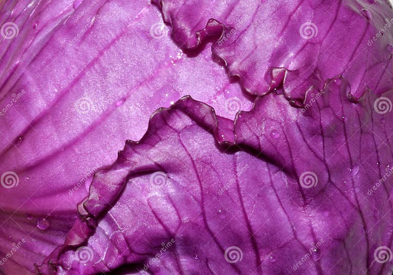 Purple cabbage stock image. Image of natural, cauliflower - 24291229