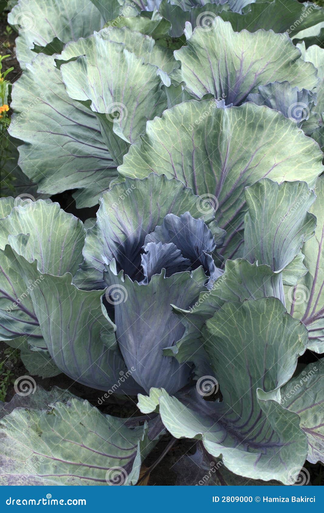Purple Cabbage On A Farm Stand Royalty-Free Stock Photography ...