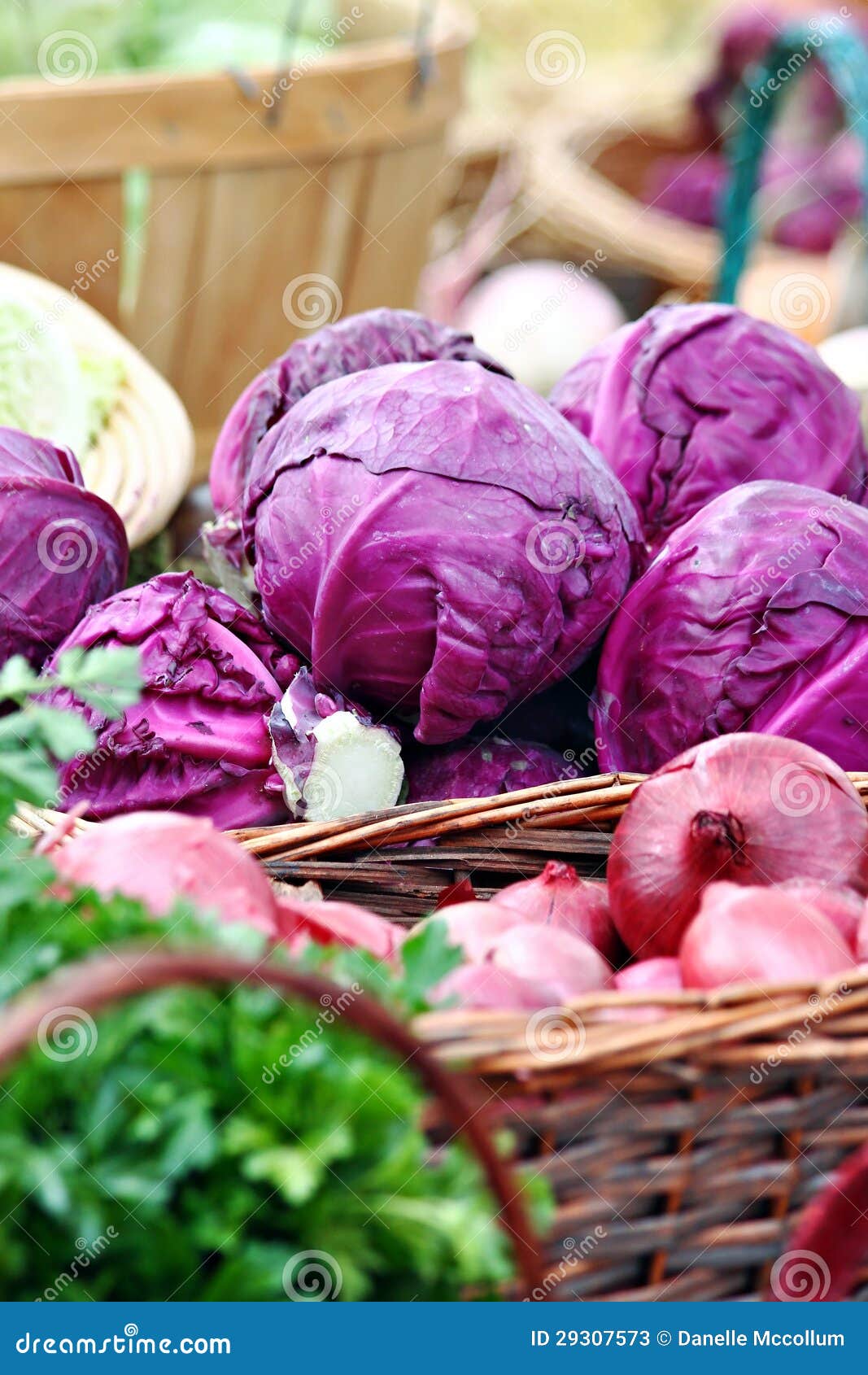 Purple Cabbage stock image. Image of diet, onions, nutritious - 29307573