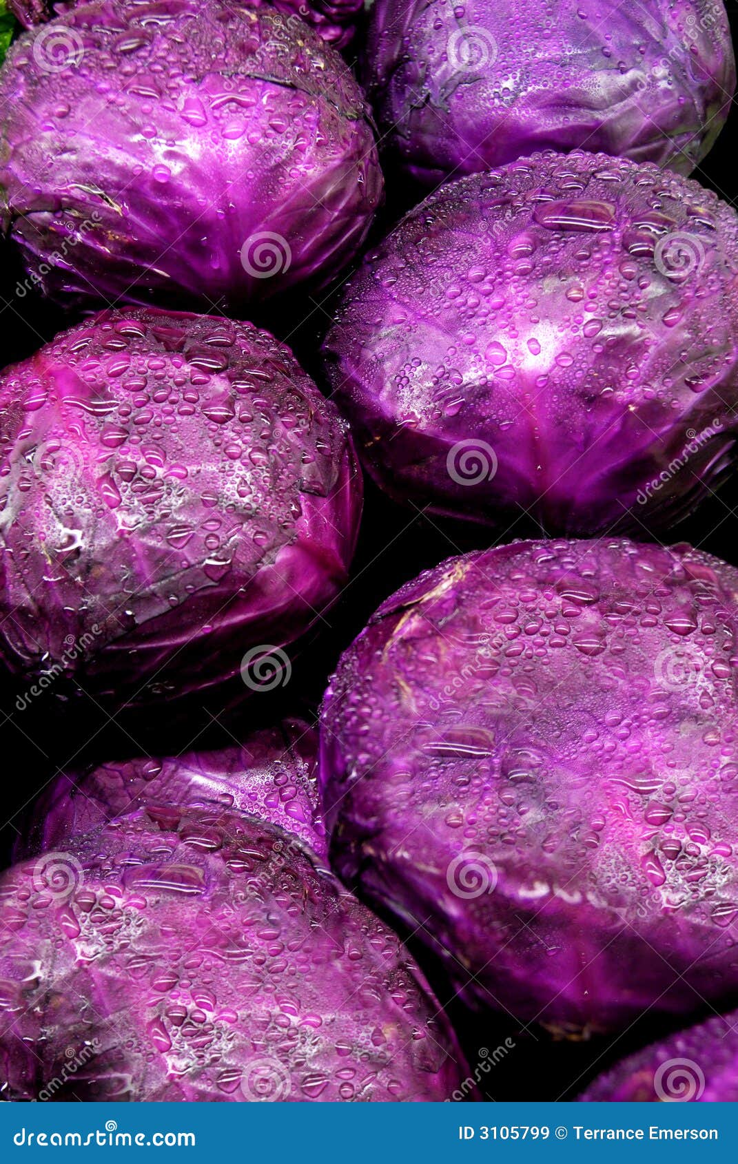 Purple Cabbage On A Farm Stand Royalty-Free Stock Photography ...