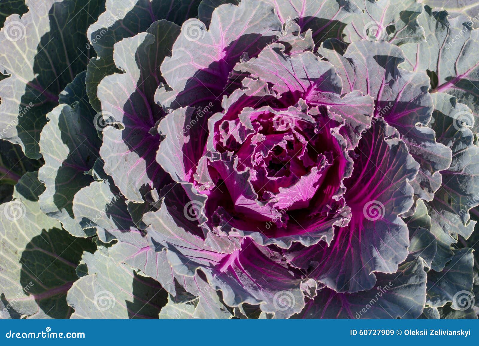 Purple cabbage aerial view stock image. Image of agriculture - 60727909