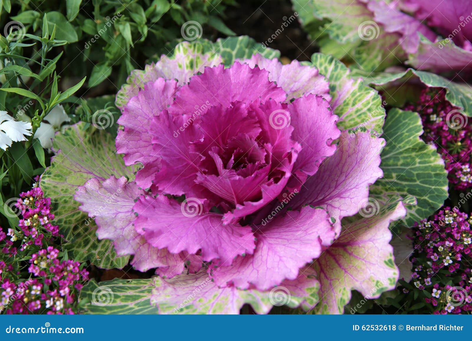 Purple Cabbage Flower stock photo. Image of aroma, flowerbed - 62532618