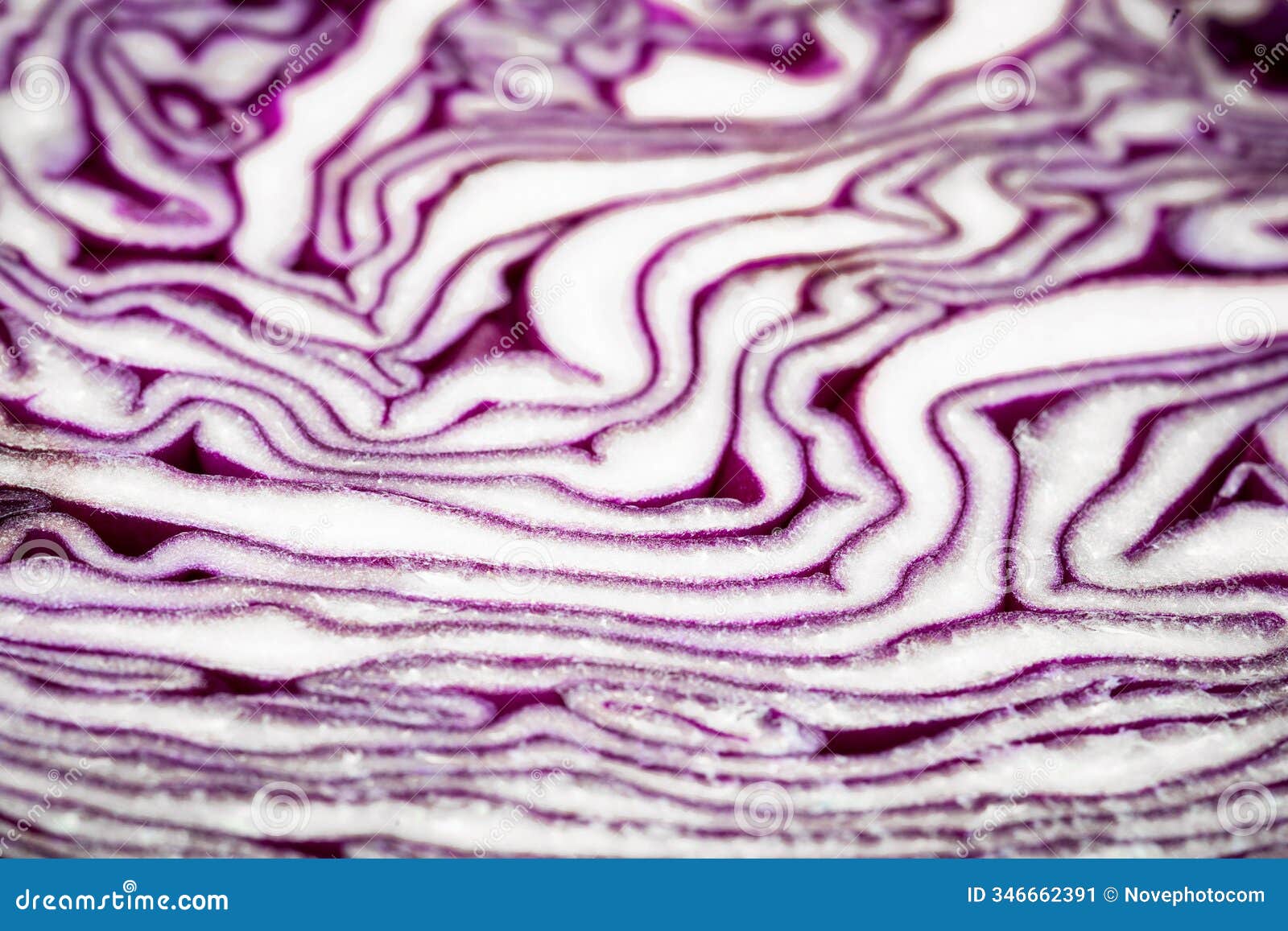 Purple Cabbage. Full Frame Cross-section of Cabbage Stock Image - Image ...