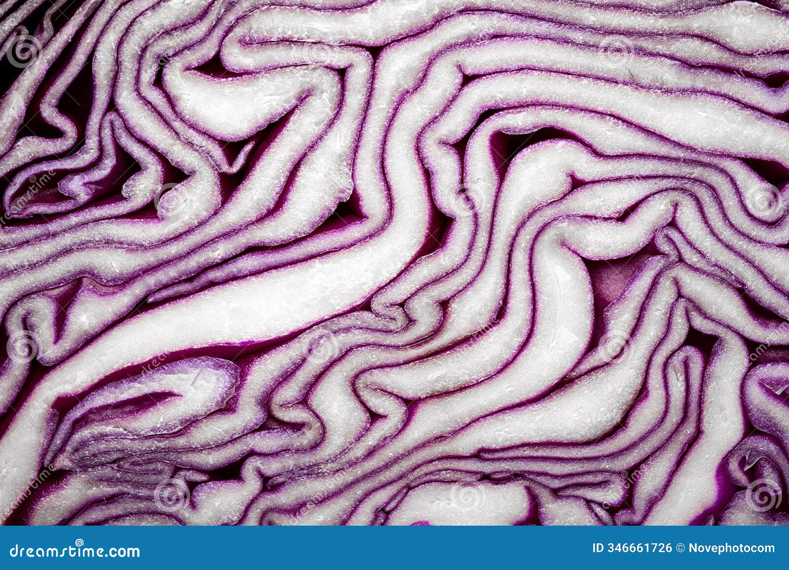 Purple Cabbage. Full Frame Cross-section of Cabbage. Cabbage Texture ...