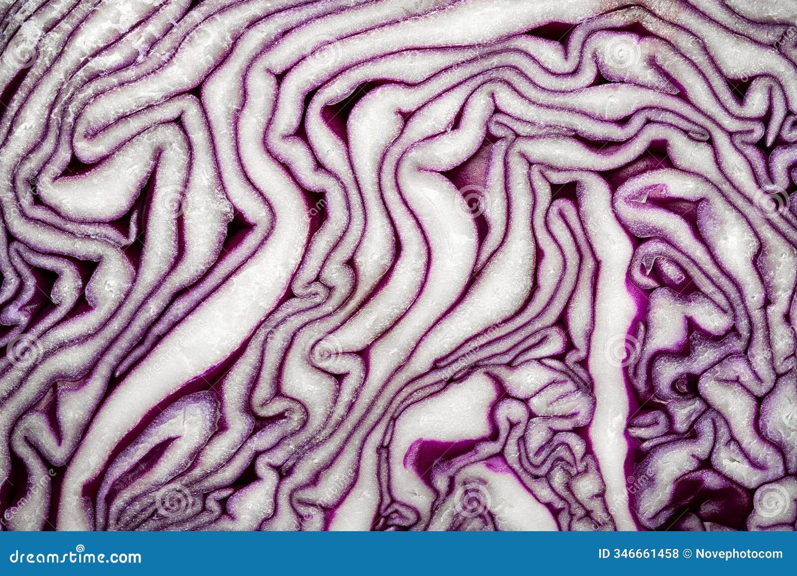 Purple Cabbage. Full Frame Cross-section of Cabbage Stock Photo - Image ...