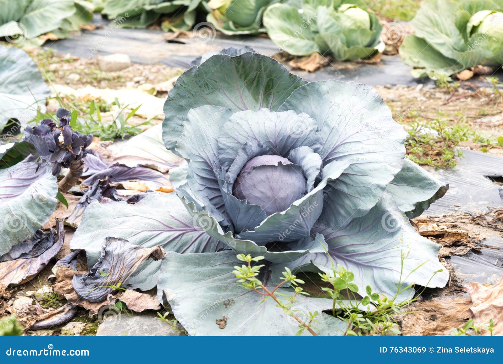 Purple cabbage growing stock image. Image of frilly, purple - 76343069