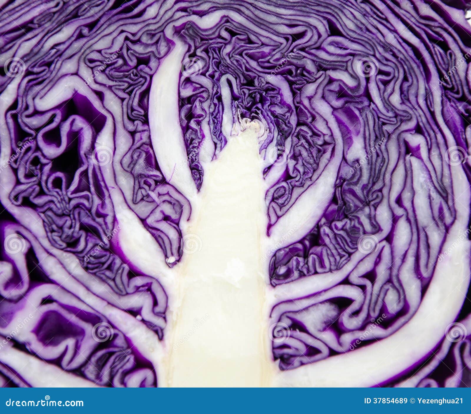 Purple Cabbage Internal Texture Stock Image - Image of green, food ...