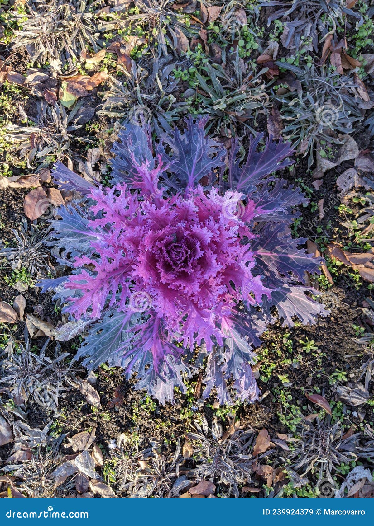 Purple cabbage plant stock image. Image of cabbage, cultivation - 239924379