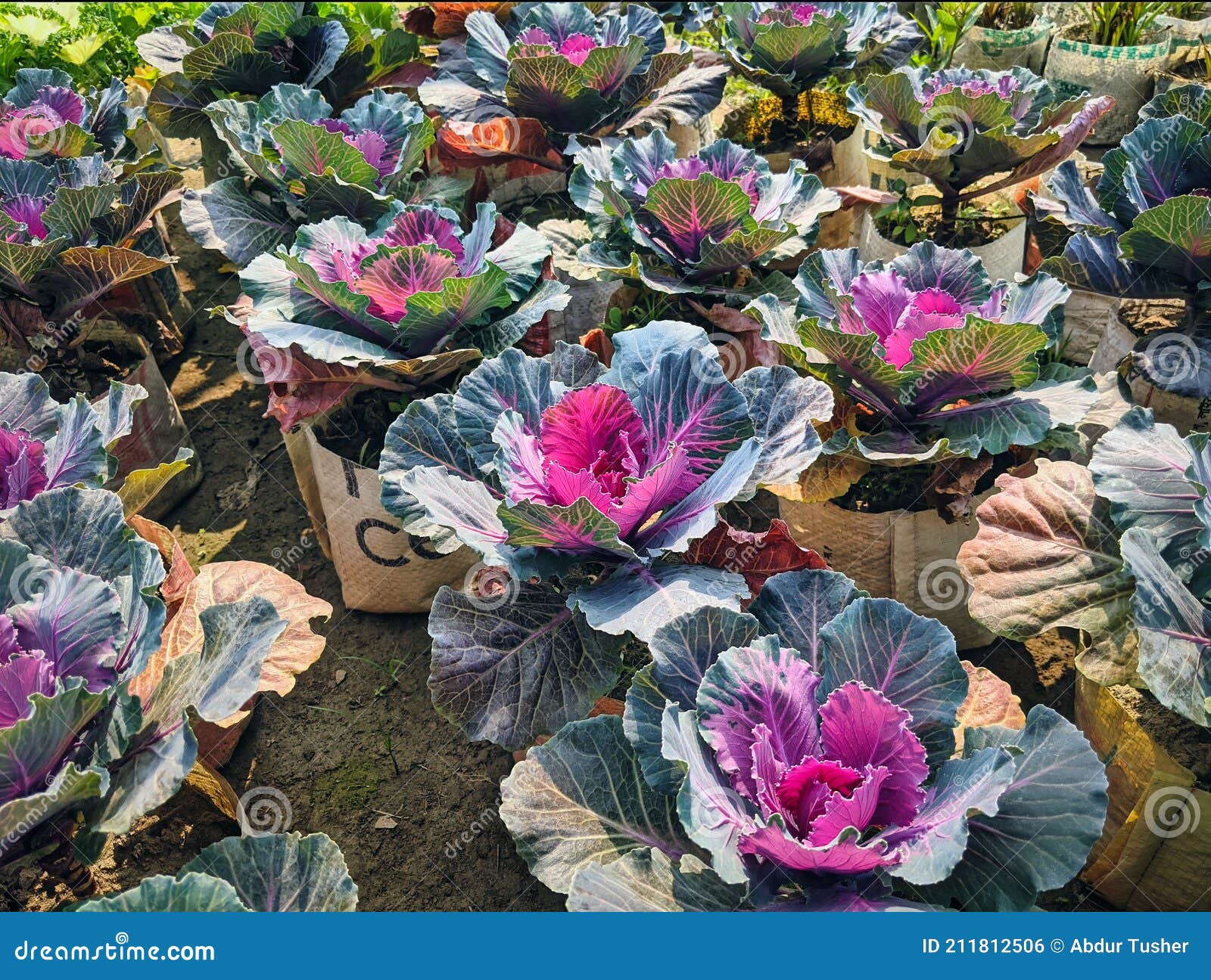 Purple Cabbage Plants are Growing in the Garden Stock Photo - Image of ...