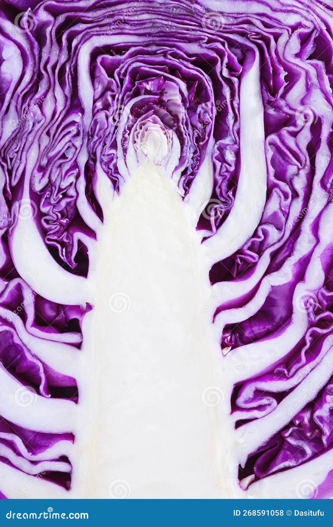 Purple Cabbage Section Close Up Stock Photo - Image of food, plant ...