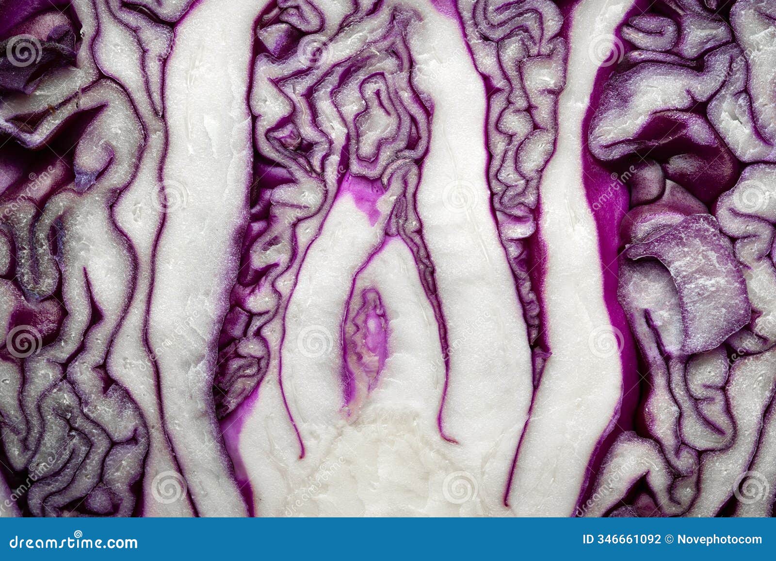 Purple Cabbage. Cabbage in Section Stock Photo - Image of crucifers ...